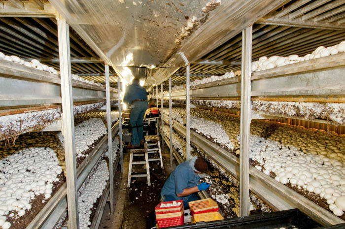 Kitchen Pride Mushrooms – Texas Grown, Texas Proud – Travis County ...