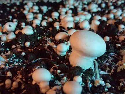 Master Gardener Field Trip to Kitchen Pride Mushroom Farm – Travis ...