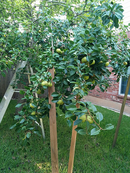 Growing Pears in Central Texas – Travis County Master Gardeners Association