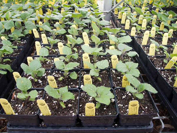 veg transplants – Travis County Master Gardeners Association