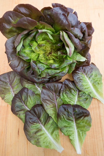 Salanova Red Butter lettuce – Travis County Master Gardeners Association