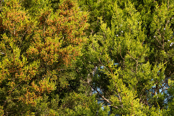 male cedar – Travis County Master Gardeners Association